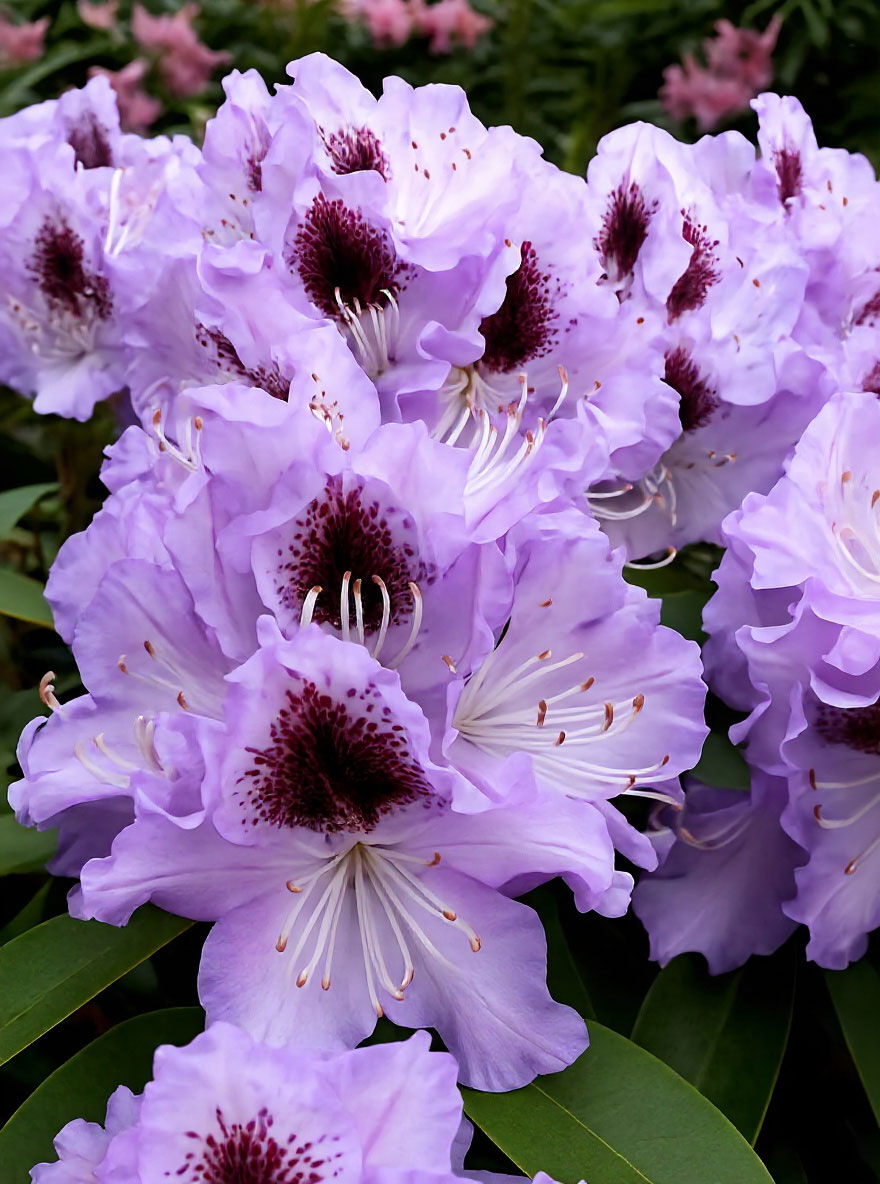 Rhododendron 'INKARHO Blue Peter' kaufen