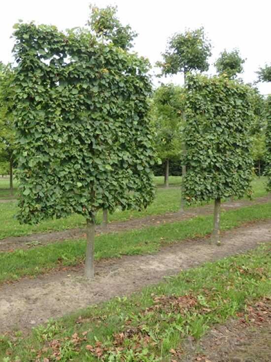 Kaiser-Linde 'Halbstamm-Spalier' H:200 B:200 T:20 (Stamm 100 cm) kaufen