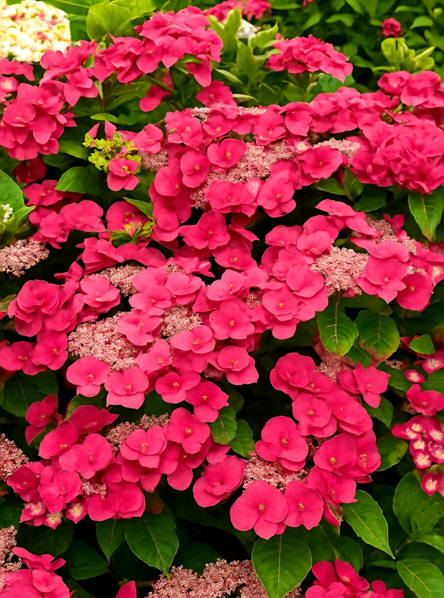 Teller-Hortensie 'Eisvogel' / Hydrangea macrophylla 'Eisvogel' kaufen