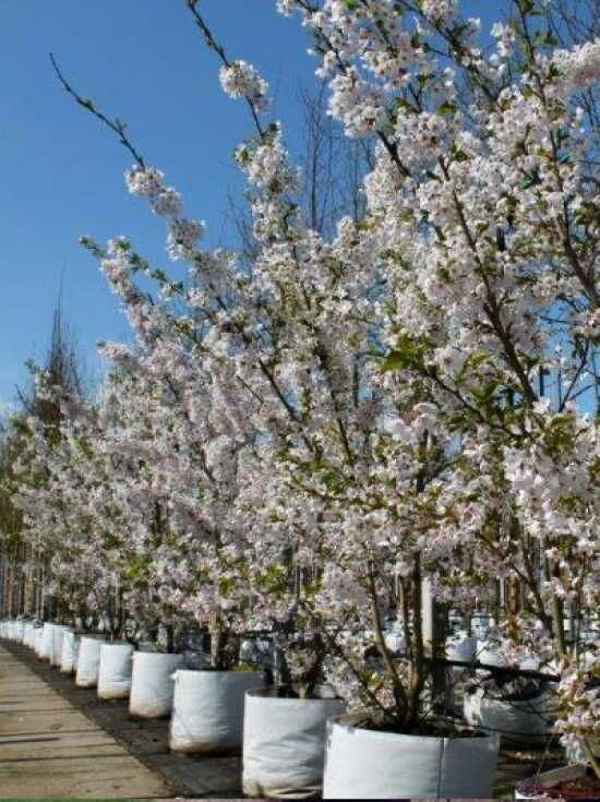 Tokio-Kirsche / Prunus yedoensis kaufen
