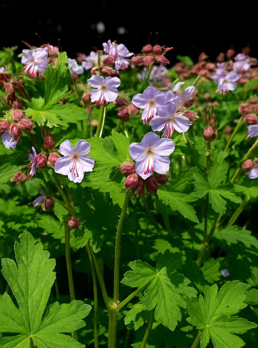 Storchschnabel 'Camce' - Geranium macrorrhizum 'Camce' - Baumschule ...