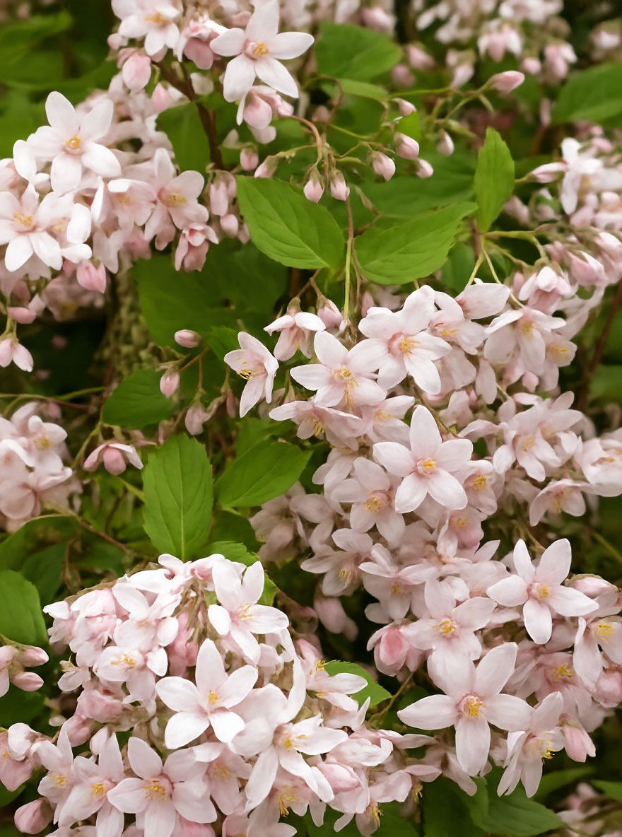 Deutzie 'Mont Rose' / Deutzia hybrida 'Mont Rose' kaufen