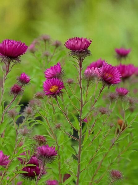 Rauhblatt-Aster 'Septemberrubin'