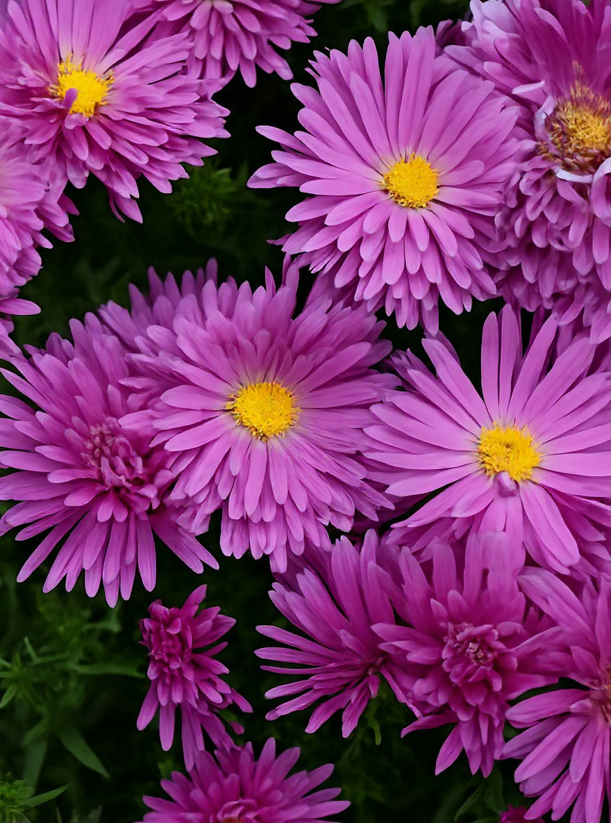 Kissen-Aster 'Tonga ®' - Aster dumosus 'Tonga ®' - Baumschule NewGarden