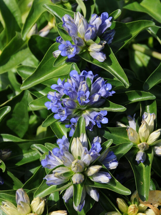 Kreuz-Enzian 'Blue Cross' - Gentiana cruciata 'Blue Cross' - Baumschule ...