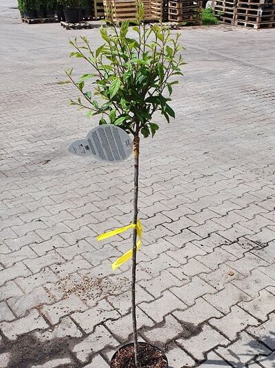 Mandelbäumchen / Prunus triloba Stämmchen kaufen