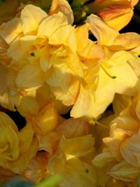 Laubabwerfende Azalee 'Csardas' kaufen