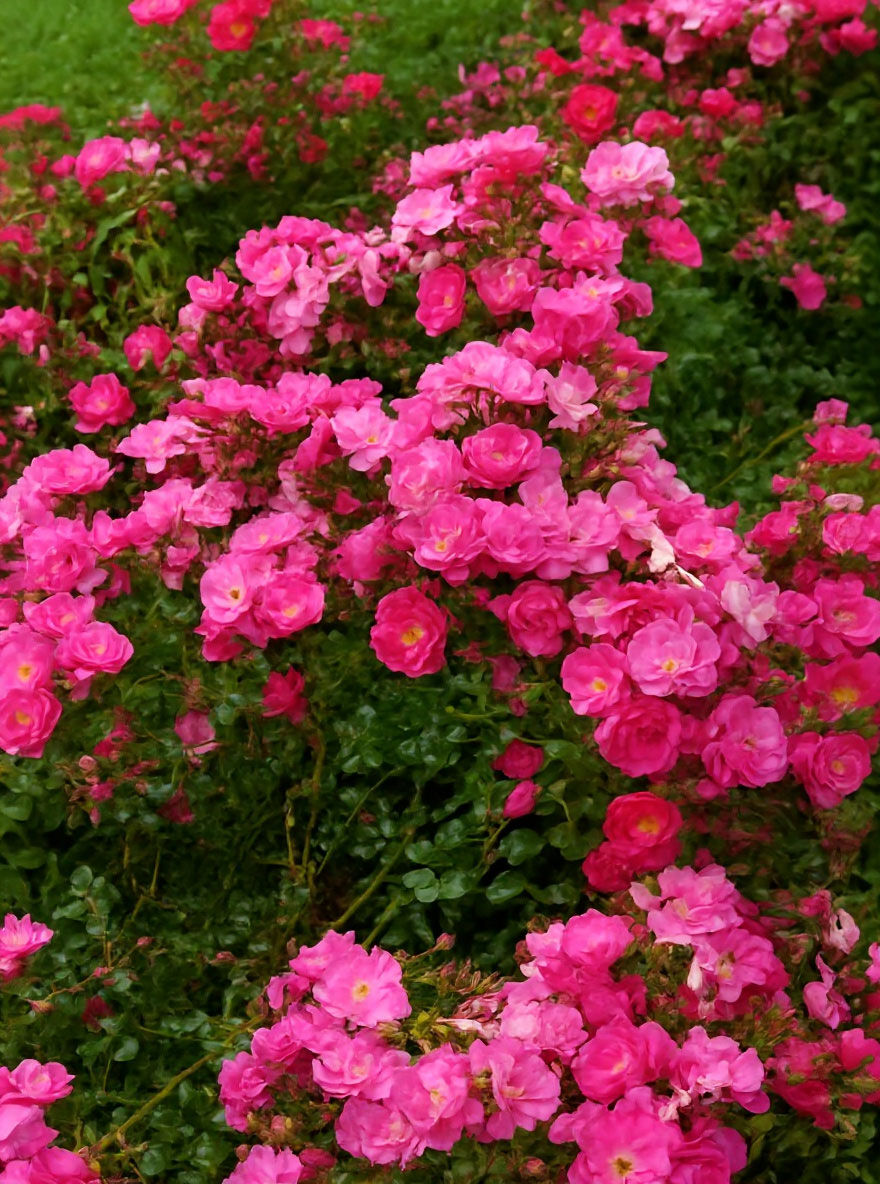 Bodendeckerrose 'Neon' / Rosa 'Neon ®' kaufen