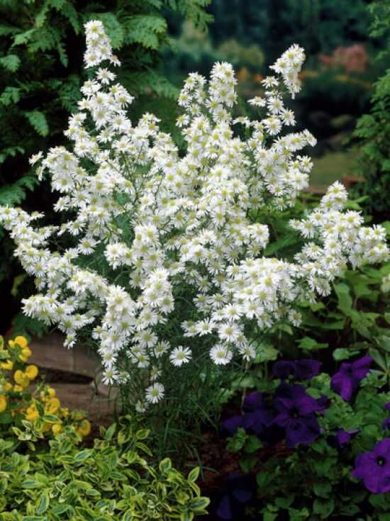 Myrthenaster 'Monte Cassino' / Aster pringlei 'Monte Cassino' kaufen
