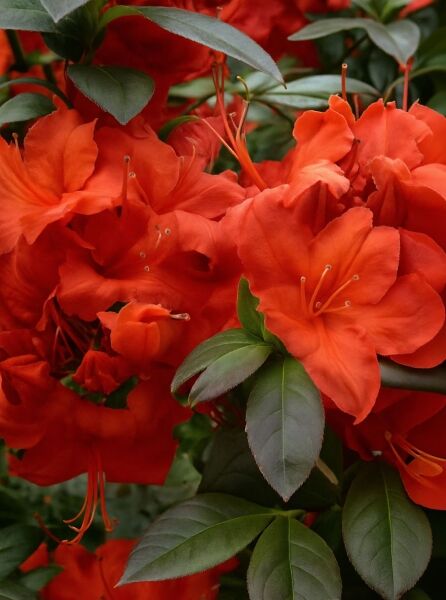 Laubabwerfende Azalee 'Royal Command'