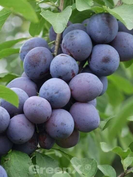Pflaume 'The Czar' / Prunus domestica 'The Czar' kaufen