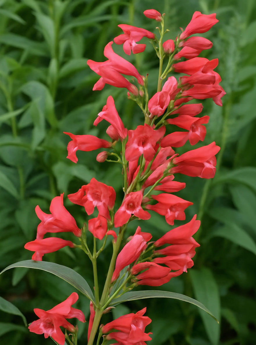 Bartfaden 'Red Riding Hood' / Penstemon 'Red Riding Hood' kaufen