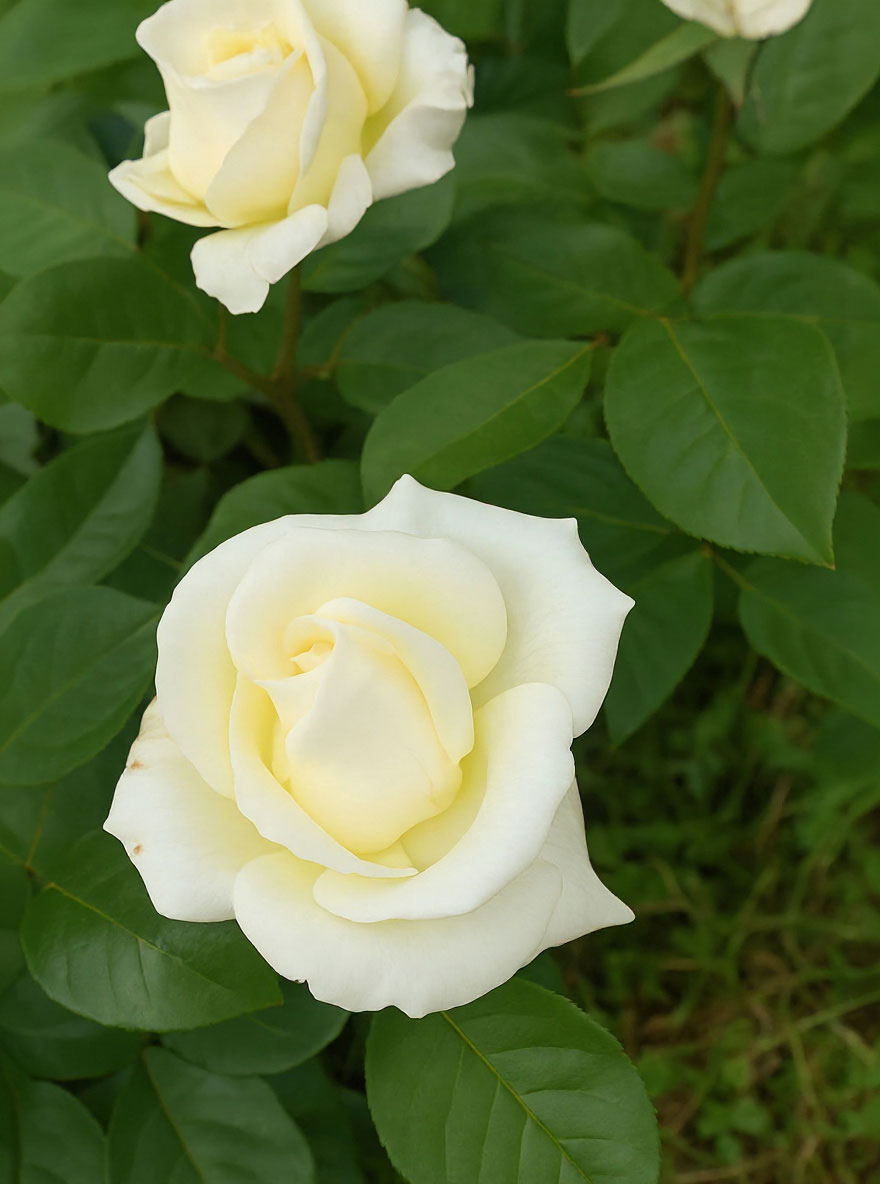 Stammrose 'True Love' / Rosa 'True Love' kaufen