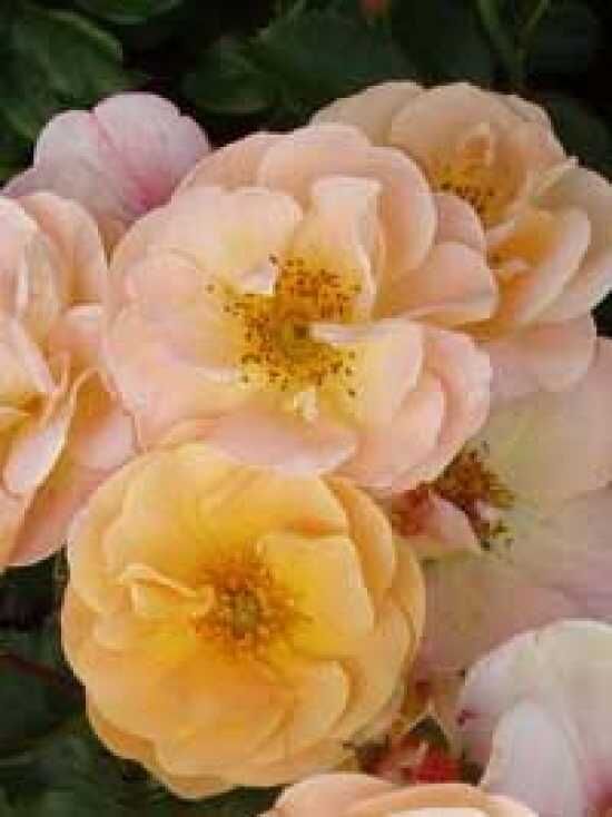 Bodendeckerrosen günstig in Top-Baumschulqualität kaufen