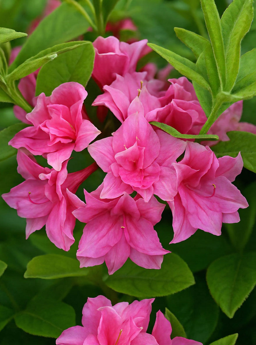 Laubabwerfende Azalee 'Aida' / Azalea rustica 'Aida' kaufen