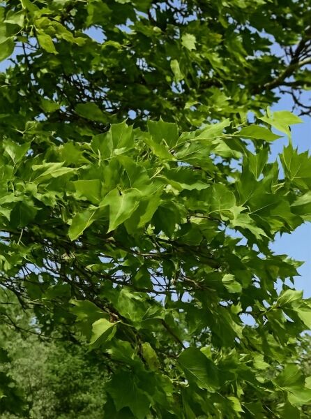 Ahornblättrige Plantane 'Pyramidalis' / Pyramiden-Platane kaufen