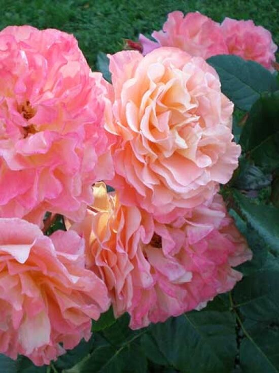 Edelrose 'Augusta Luise' / Rosa 'Augusta Luise ®' kaufen