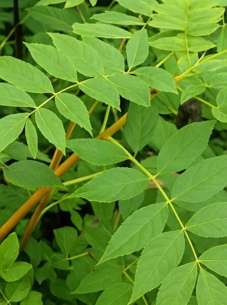 Gelbe Hängeesche / Fraxinus excelsior 'Aurea Pendula' kaufen