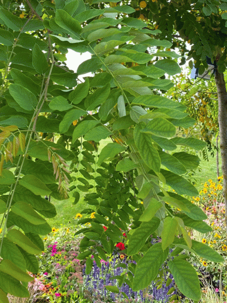 Borstige Robinie 'Rosea' / Robinia hispida 'Rosea' kaufen