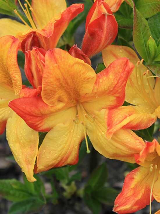 Laubabwerfende Azalee 'Arneson's Gem' / Azalea 'Arneson's Gem' kaufen