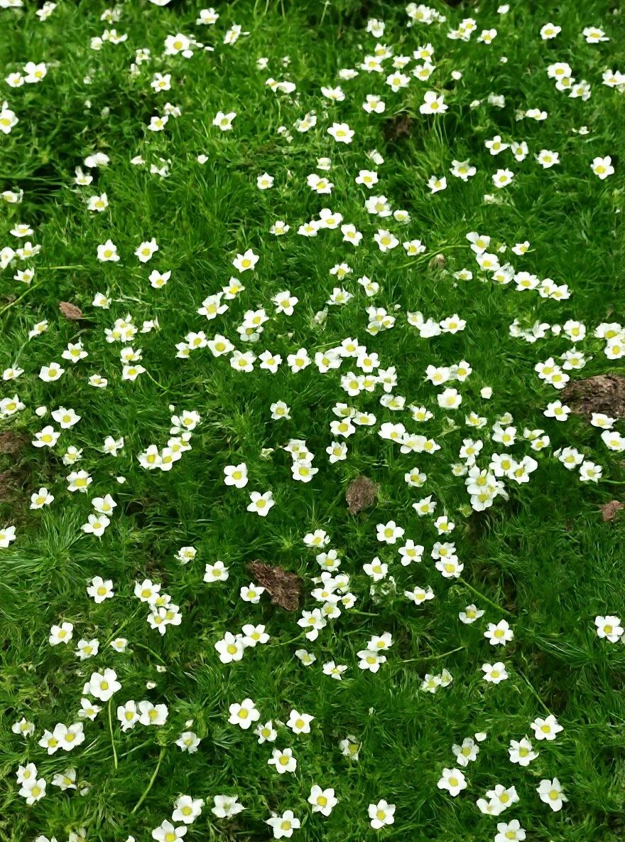 Sternmoos / Sternpolster - Sagina subulata - Baumschule NewGarden