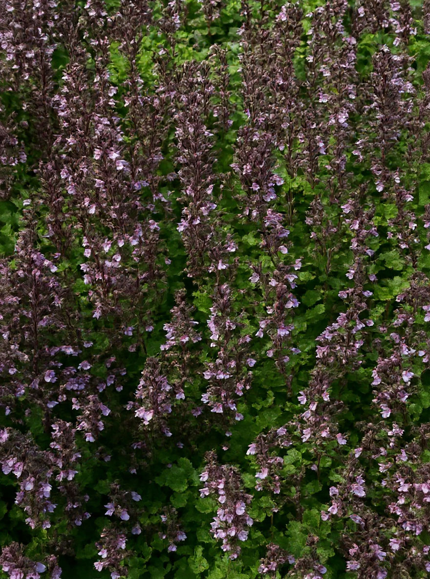 Echte Gamander / Teucrium chamadrys kaufen