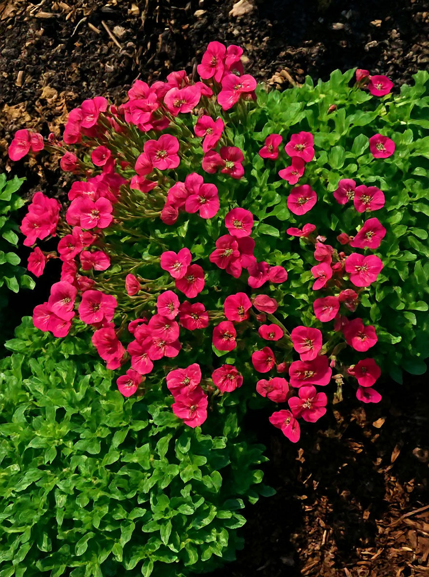 Blaukissen 'Cascade Red' / Aubrieta 'Cascade Red' kaufen