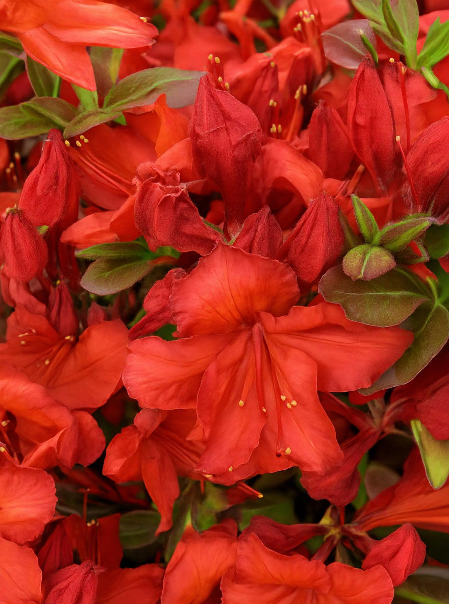 Laubabwerfende Azalee 'Carat' / Azalea viscosa 'Carat' günstig kaufen