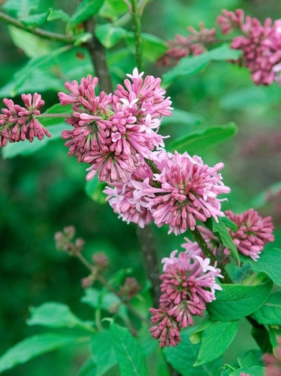 Kanadischer Flieder 'Miss Canada' - Syringa prestoniae 'Miss Canada'