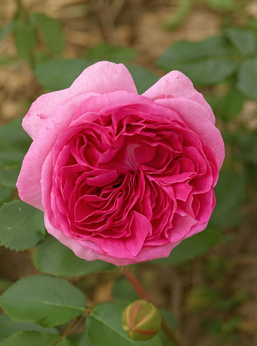 Edelrose 'Bernadette Lafont' / Rosa 'Bernadette Lafont ®' kaufen