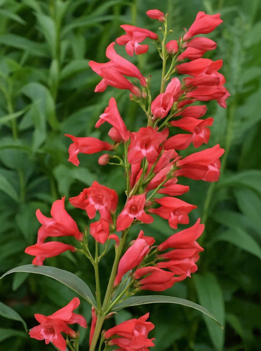 Bartfaden 'Red Riding Hood' / Penstemon 'Red Riding Hood' kaufen
