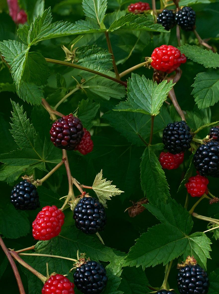 Brombeere 'Loch Ness' / Rubus fruticosus 'Loch Ness' -S- kaufen