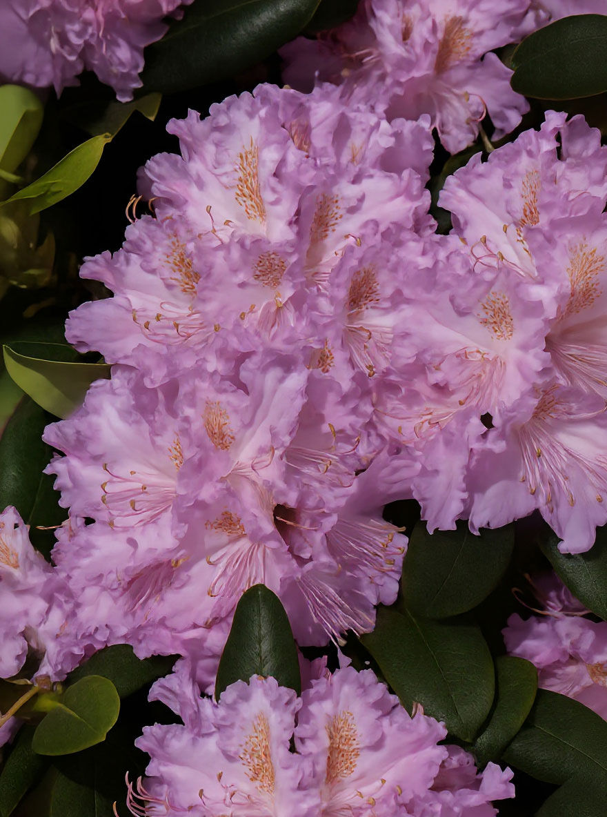 Rhododendron 'Carola' / Rhododendron Hybride 'Carola' kaufen