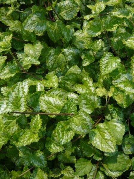 Goldnessel 'Florentinum' / Lamiastrum galeobdolon 'Florentinum' kaufen