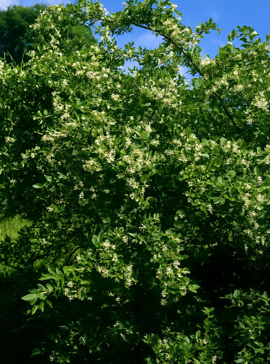 Buschiger Liguster / Busch-Liguster 'Regelianum' kaufen