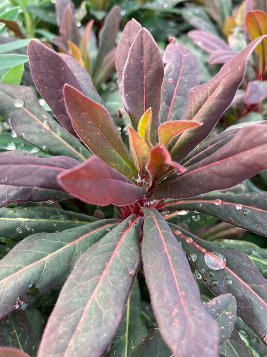 Rotblättrige Wolfsmilch 'Ruby Glow ®' / Euphorbia amygdaloides 'Ruby ...