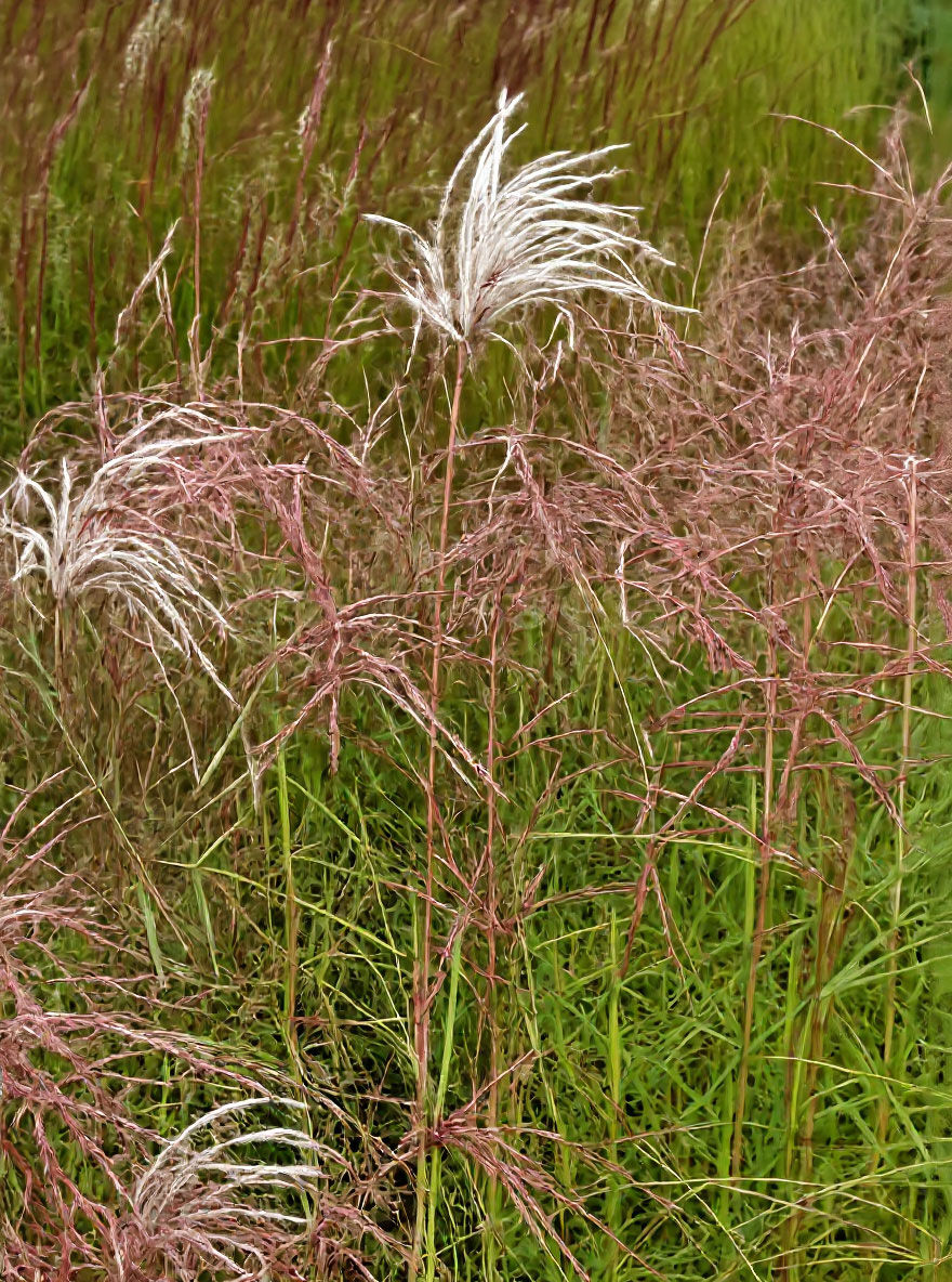 Chinaschilf 'Pink Cloud' - Miscanthus sinensis 'Pink Cloud ...
