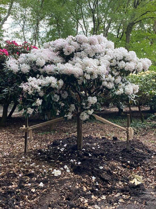 Rhododendron 'Mist Maiden' Krbr. 180-200 Sth. 60-80 kaufen