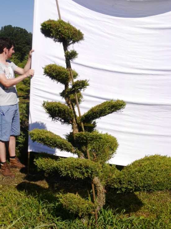 Garten-Bonsai (301564) / Juniperus media 'Hetzii' H: 200 cm B: 140 cm