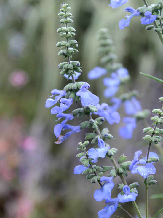 Spätherbst Salbei / Salvia azurea var.grandiflora kaufen