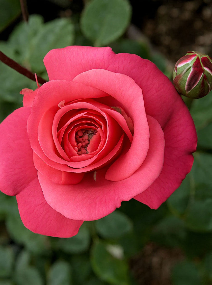 Beetrose 'Bella Rosa' / Rosa 'Bella Rosa ®' kaufen