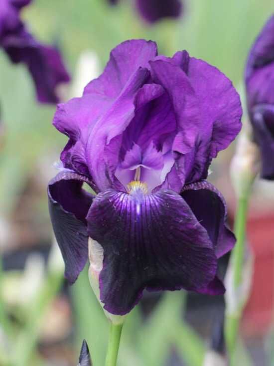 Hohe Bart-Iris 'Sable' / Iris barbata-elatior 'Sable' kaufen
