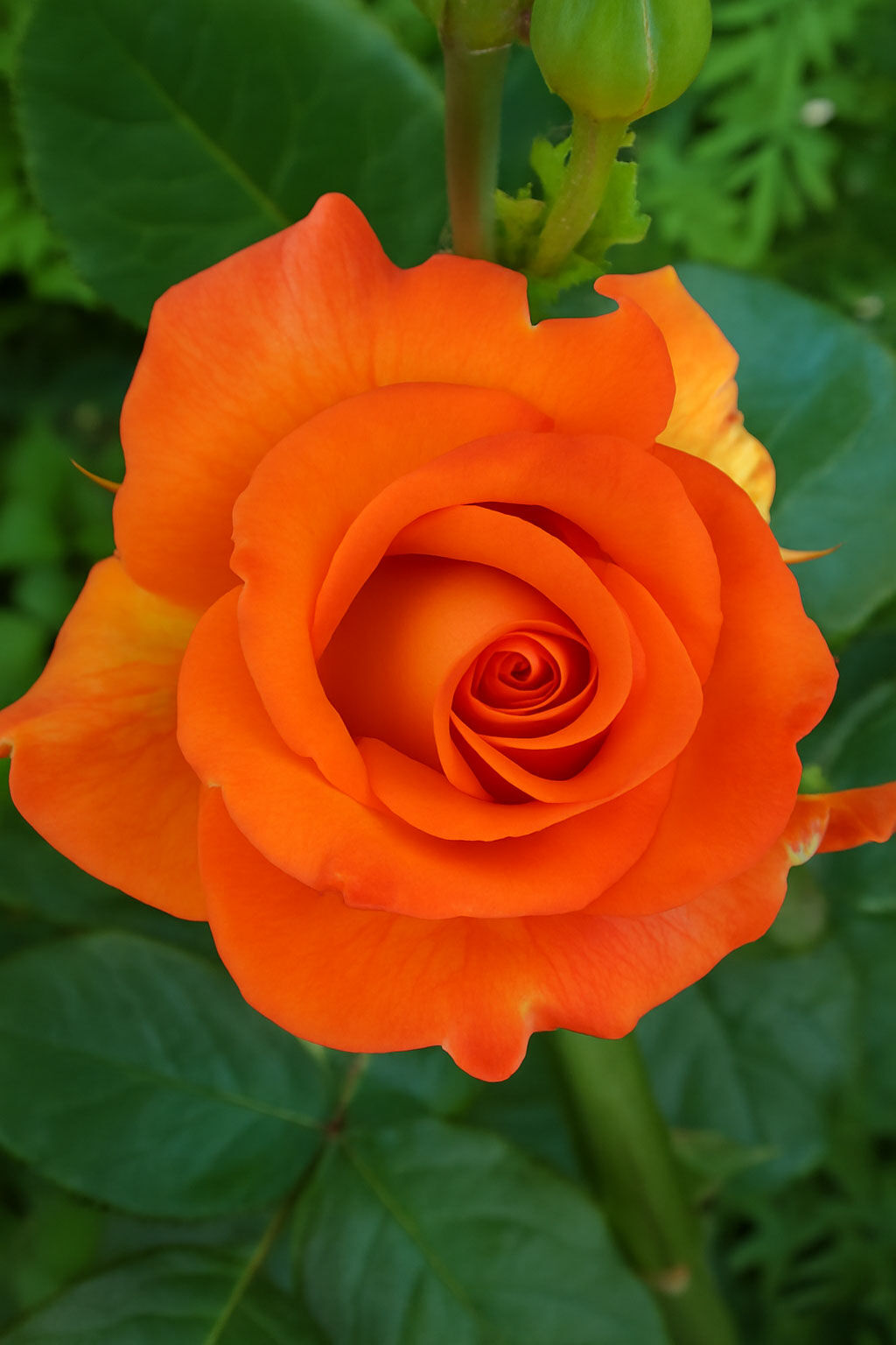 Edelrose 'Doris Tystermann' / Rosa 'Doris Tystermann ®' kaufen