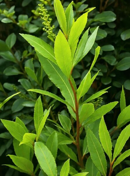Echter Küchenlorbeer / Edler Lorbeer / Gewürzlorbeer - Laurus nobilis