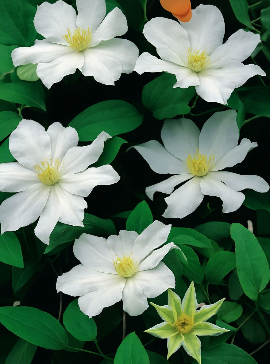 Waldrebe 'Toki' / Clematis 'Toki' kaufen