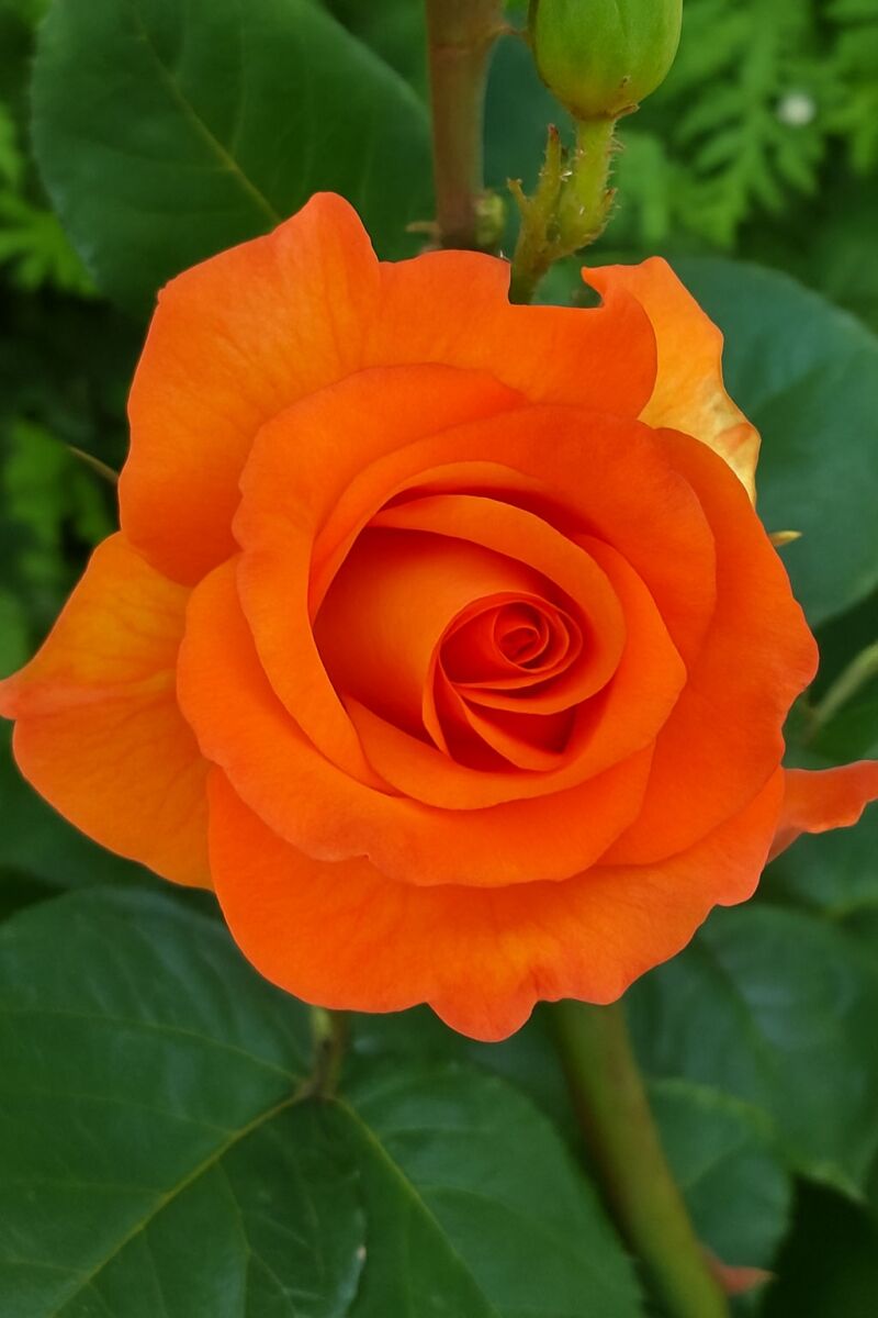Stammrose 'Doris Tystermann' / Rosa 'Doris Tystermann