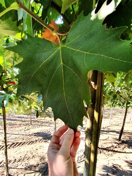 Rot-Ahorn 'Scanlon' / Acer rubrum 'Scanlon' kaufen