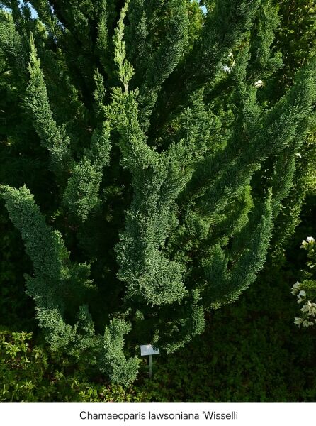 Scheinzypresse 'Wisselii' / Chamaecyparis lawsoniana 'Wisselii' kaufen