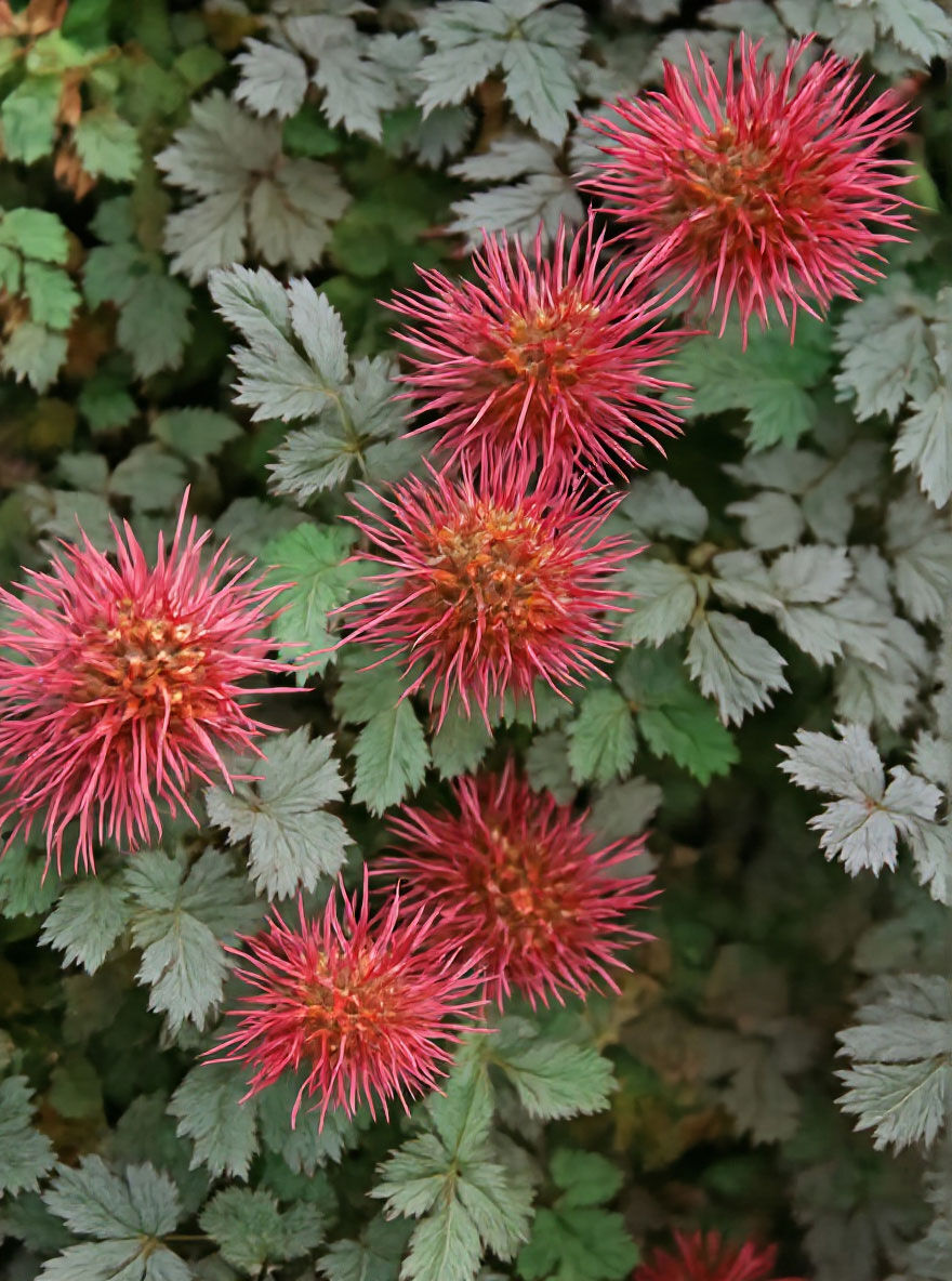 Braunblättriges Stachelnüsschen - Acaena microphylla - Baumschule NewGarden