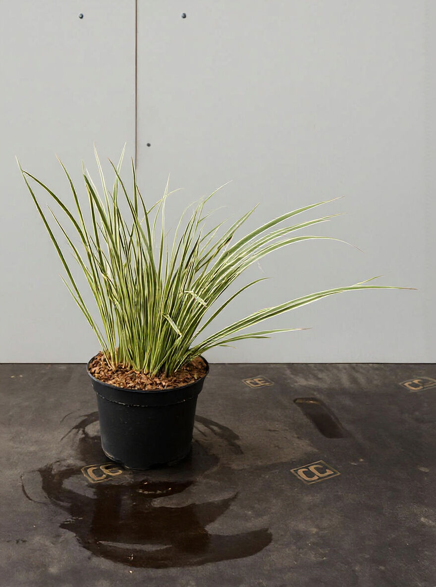 Kalmus 'Variegatus' / Acorus gramineus 'Variegatus' kaufen